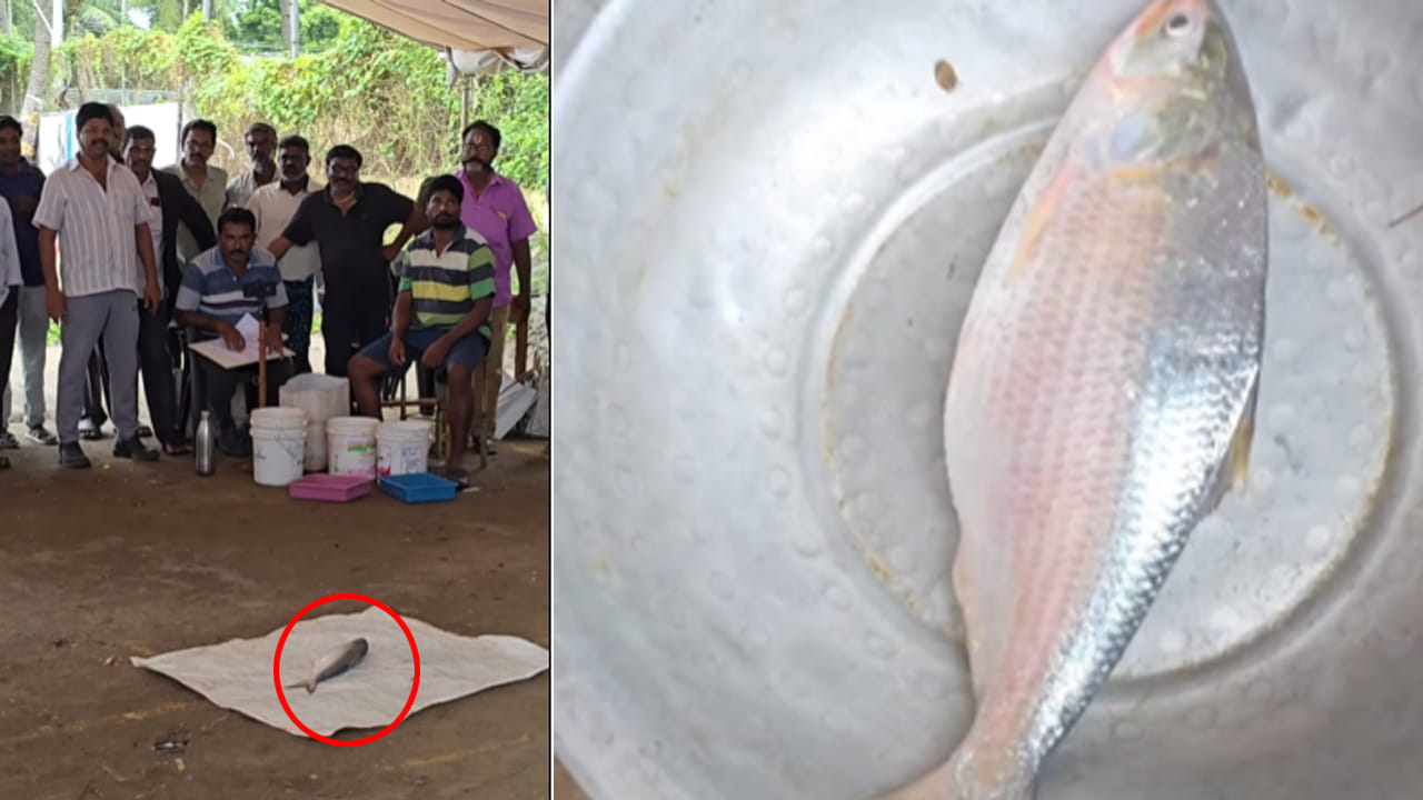 Pulasa Fish: పులసే బంగారమాయనే.. కేజీ 200 గ్రాముల బరువున్న చేప వేలంలో ...