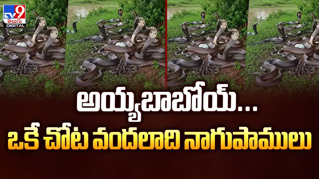 వామ్మో ఇవేం పాములురో బాబు.. కుప్పలు కుప్పలుగా వీడియో - Telugu News ...