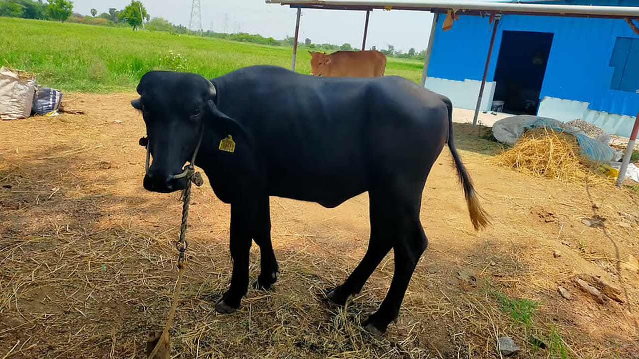 Telangana: కలికాలం ముదురుతోంది.. దూడపై అత్యాచారం చేసిన వీడ్ని ఏమనాలి ...