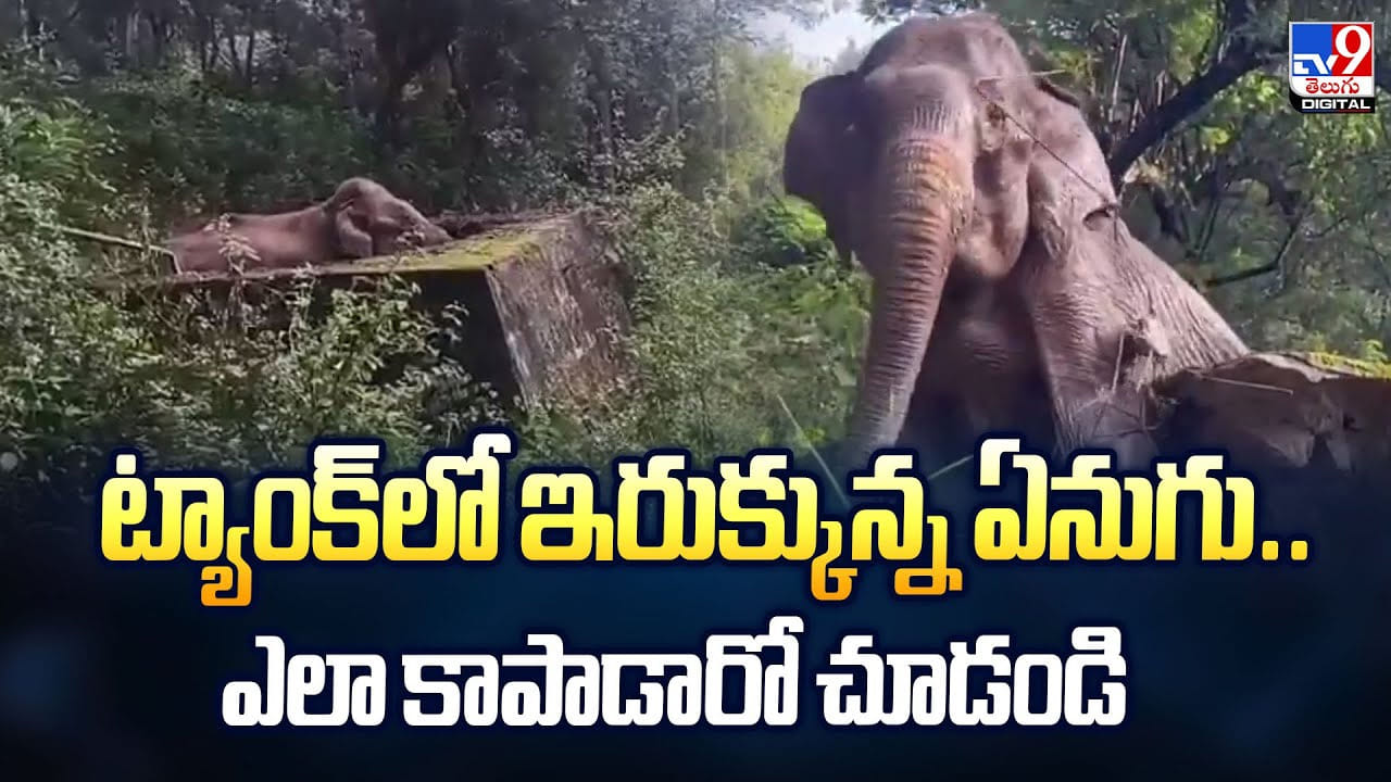 ట్యాంక్‌లో ఇరుక్కున్న ఏనుగు.. ఎలా కాపాడారో చూడండి | Tamil Nadu Elephant ...