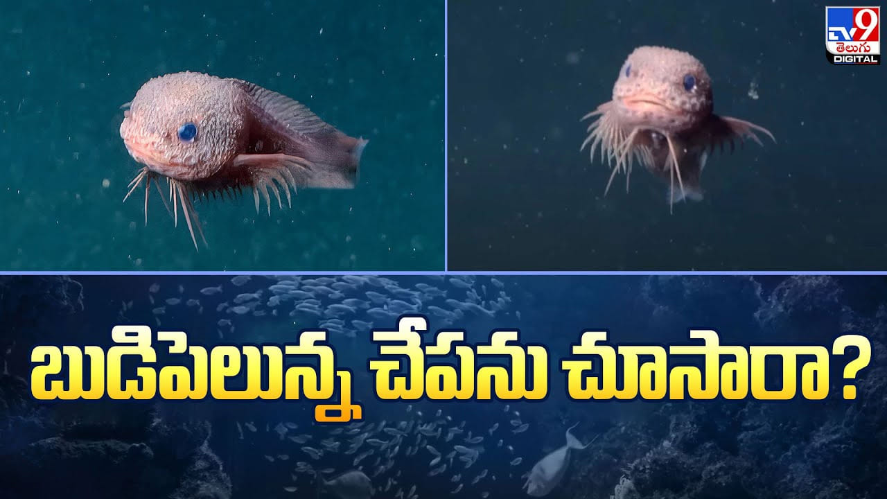 బుడిపెలున్న చేపను చూసారా - Telugu News | Deep Sea Discoveries 3 New ...
