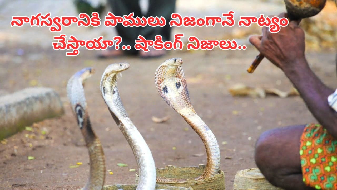 నాగస్వరానికి పాములు నిజంగానే నృత్యం చేస్తాయా?.. అసలు విషయం తెలిస్తే ...