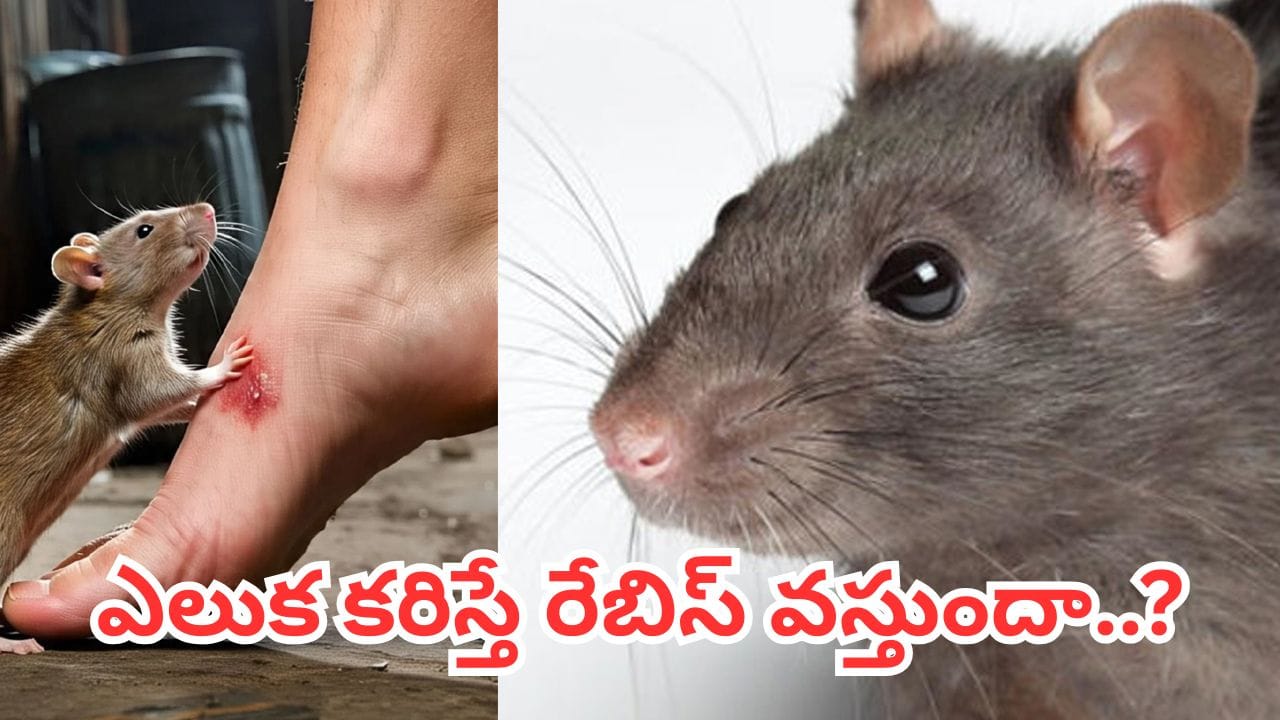 ఓర్నాయనో.. ఎలుకలు కరిస్తే రేబిస్ వస్తుందా..? ఎలాంటి ప్రమాదకర వ్యాధులు ...