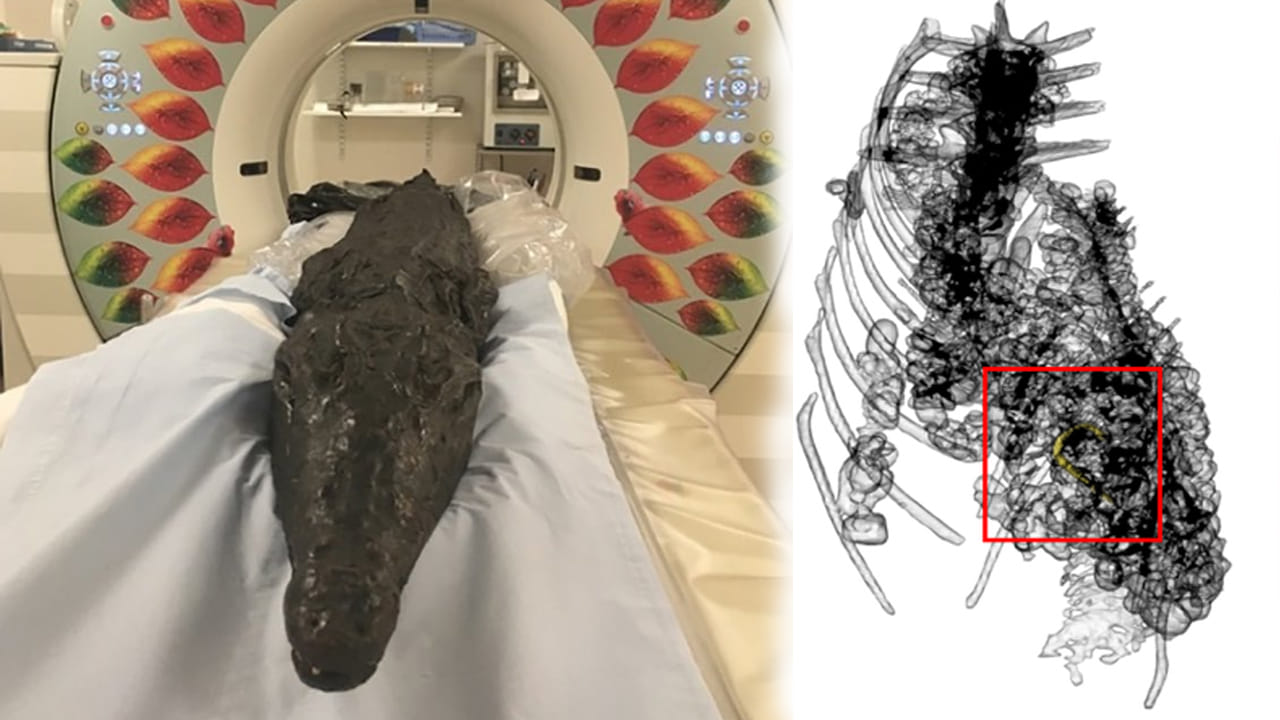 Viral: తవ్వకాల్లో బయటపడ్డ పురాతన మొసలి కళేబరం.. పొట్ట ఎక్స్‌రే తీయగా ...