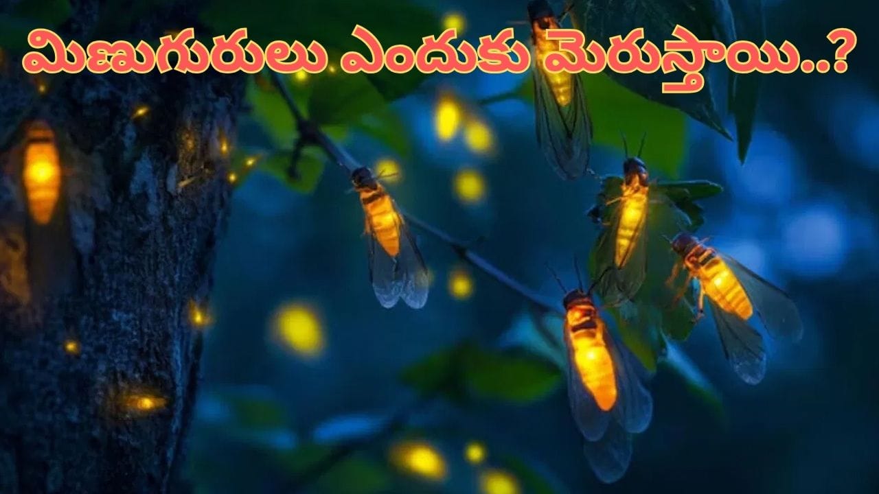 మిణుగురులు ఎందుకు మెరుస్తాయో తెలుసా.. చిన్న పురుగుల్లో దాగున్న పెద్ద ...