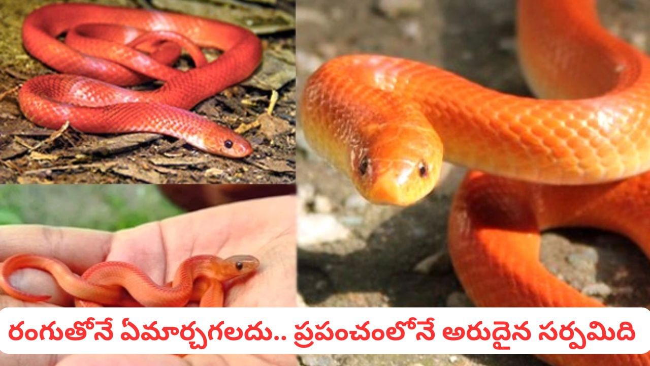 Rare Snakes: వందేళ్ల తర్వాత ఆ పాము మళ్లీ కనిపించింది.. రంగు చూసి మోసపోతే అంతే సంగతులు - Telugu ...