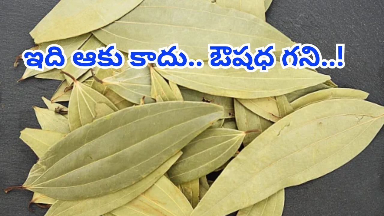 Bay Leaf: బిర్యానీ ఆకుతో పంబరేపే బెనిఫిట్స్.. తరచూ వాడితే నరాలు నాట్యం ...