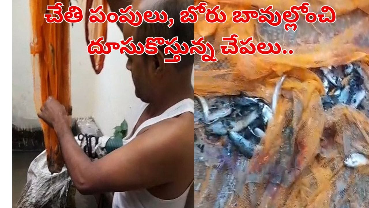 చేతి పంపులు, బోరు బావుల్లోంచి దూసుకొస్తున్న చేపలు.. పండగ చేసుకుంటున్న ...
