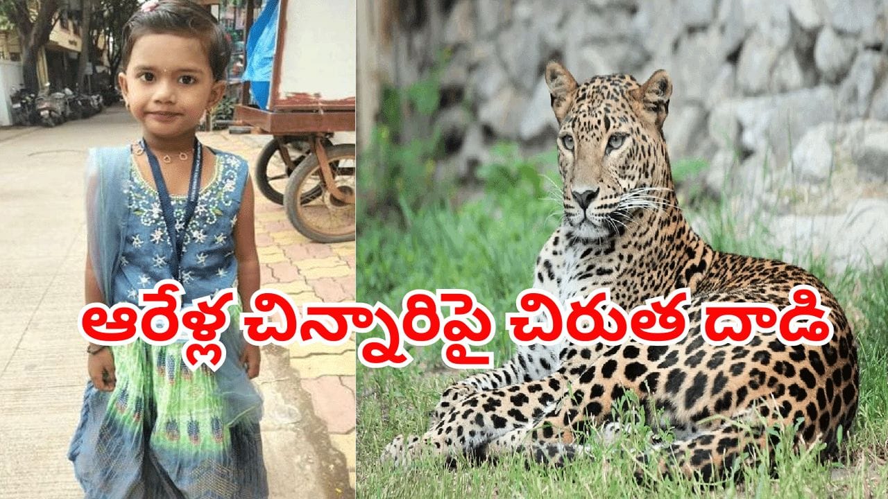 ఆరేళ్ల చిన్నారిపై చిరుత దాడి.. ఎదిరించిన తాత.. చివరకు ఏం జరిగిందంటే ...