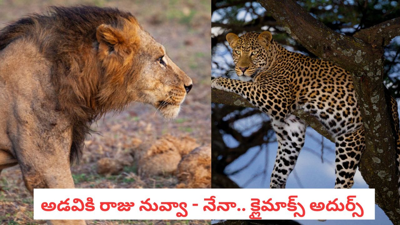 Lion Vs Leopard: ఆధిపత్యం కోసం ఏకంగా సింహంతోనే.. రసవత్తరమైన పోరాటం ...