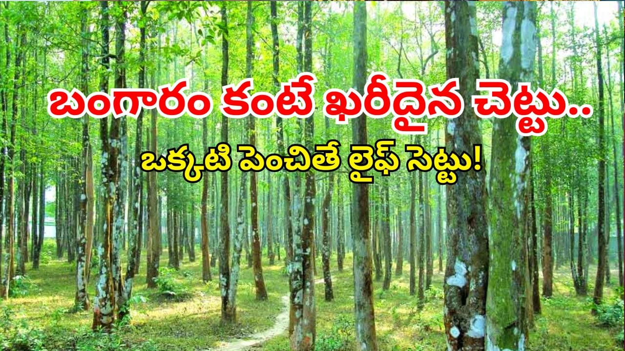 Most Expensive Tree: ప్రపంచంలోనే అత్యంత ఖరీధైన చెట్టు.. ఒక్కటి పెంచితే ...