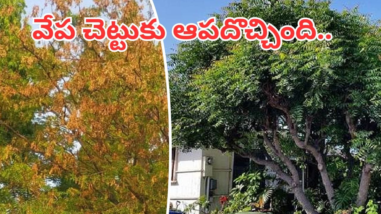 Neem Tree: మన వేప చెట్టుకు ఆపదొచ్చింది.. అంతు చిక్కని వ్యాధితో ...