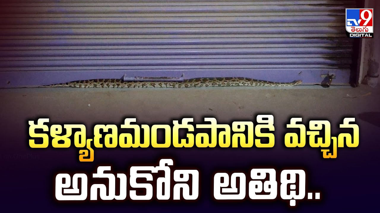 కళ్యాణమండపానికి వచ్చిన అనుకోని అతిథి - Telugu News | Jagityal Python Sighting Giant Snake Causes ...