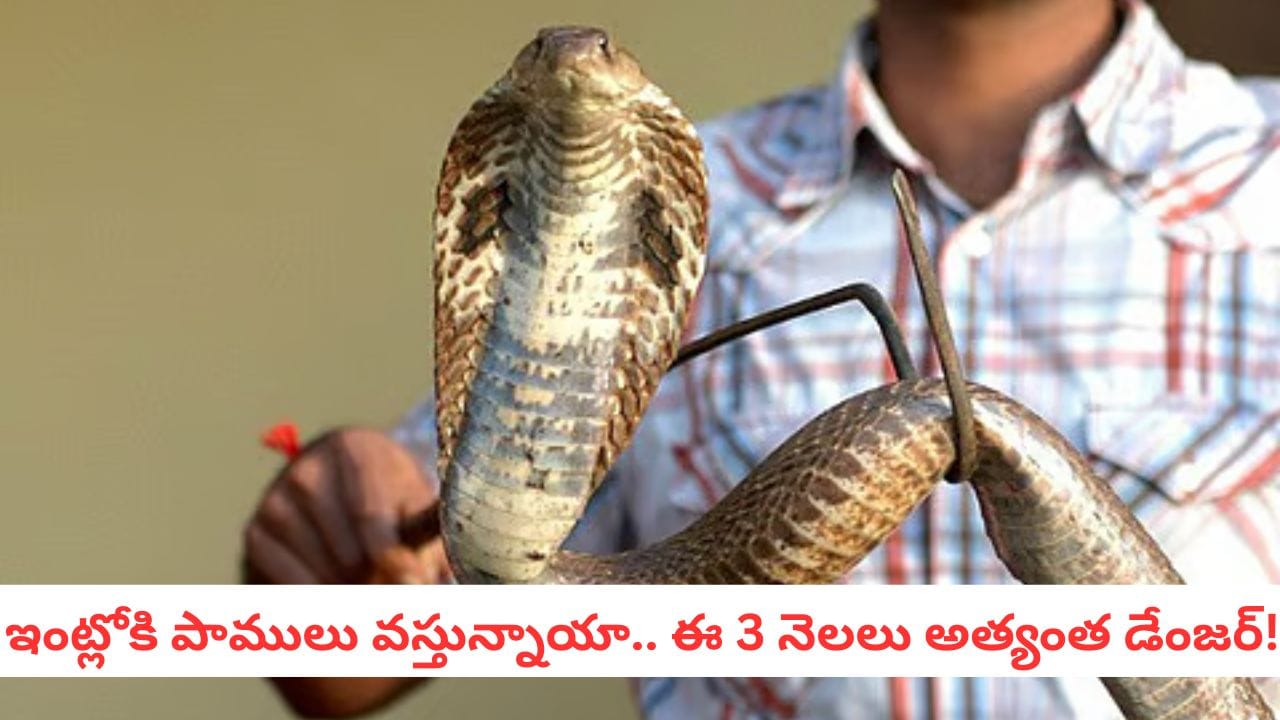 Snake Safety: పాములను ఇళ్లలోకి ఆకర్షించేవి ఇవే.. ప్రజలకు అటవీ అధికారుల ...