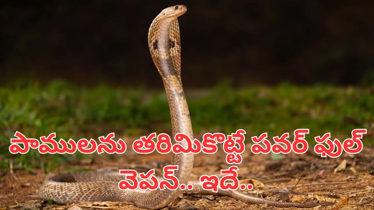 పాములను తరిమికొట్టే పవర్ ఫుల్‌ వెపన్‌.. ఇవి మీ ఇంట్లో ఉంటే.. సర్పాలు ...