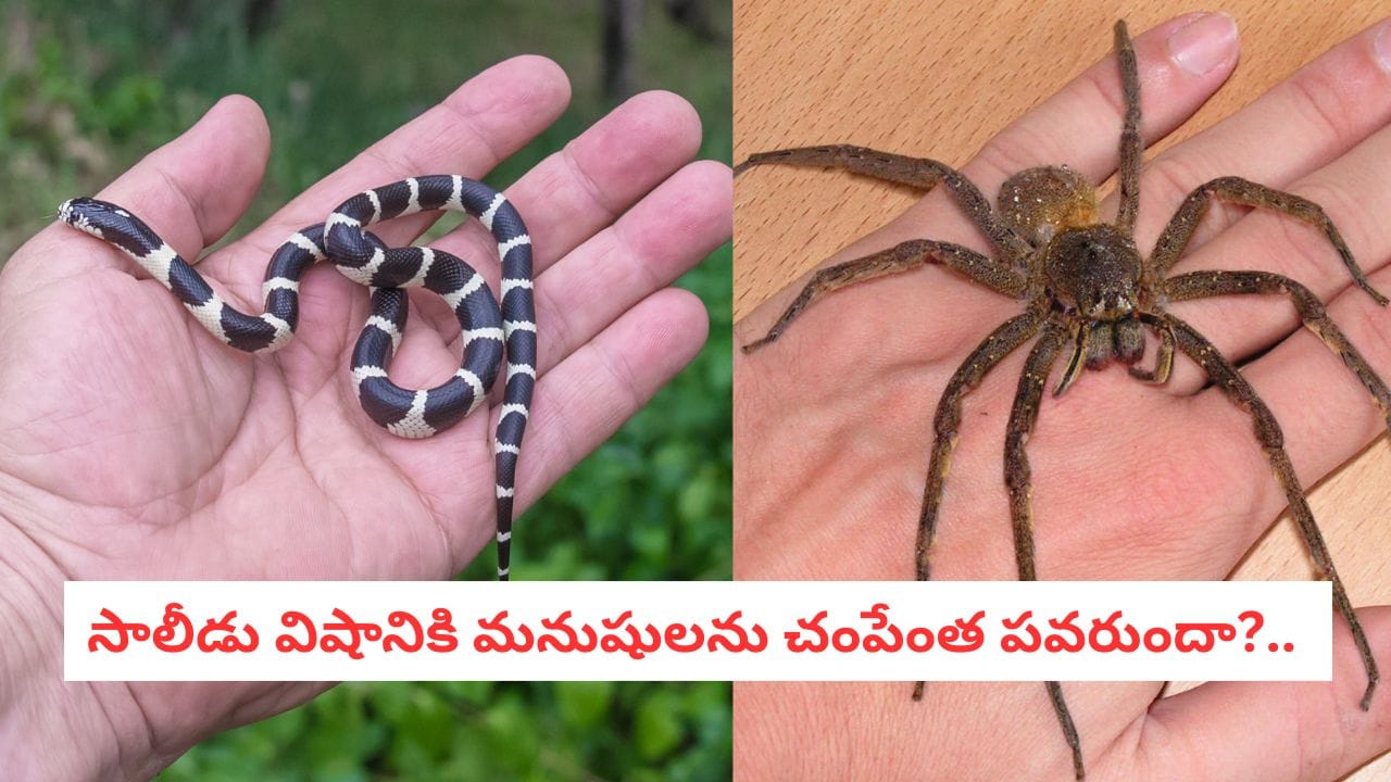 Spider Vs Snake: పాములాగే విషపూరితం.. కానీ సాలీడు కాటు వల్ల మనిషి ...