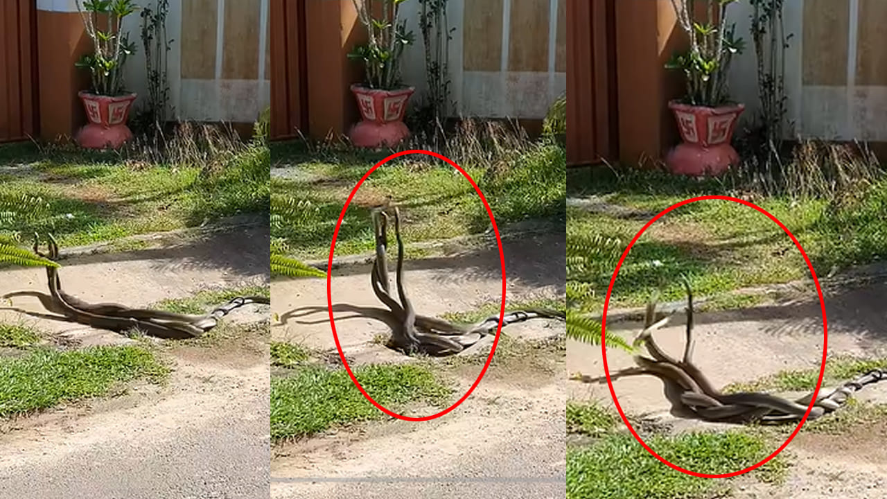 Viral Video: వామ్మో.. ఇదేందయ్యా ఇది.. నేనెక్కడా చూడలే.. - Telugu News ...