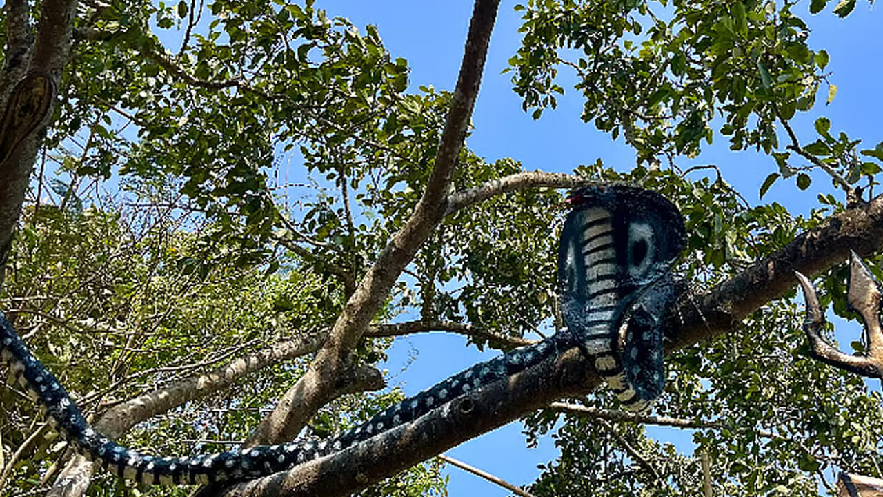 Snake: చూశారా మీరు ఇలాంటి పాముని.. గాలి వాన వచ్చినా కదలికే లేదు ...