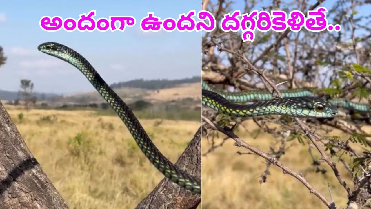 బాబోయ్.. ఇదో బ్యూటిఫుల్ సైలెంట్‌ కిల్లర్.. కనిపించే లోపుగానే కథ ...