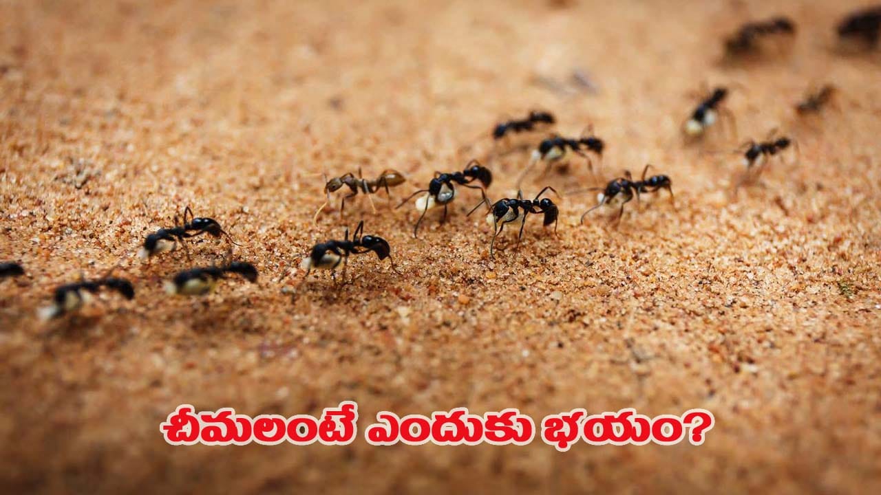 చీమలకు ఎవరు భయపడతారు? ఏ విటమిన్ లోపం వల్ల ఇది జరుగుతుంది? | Fear of ...