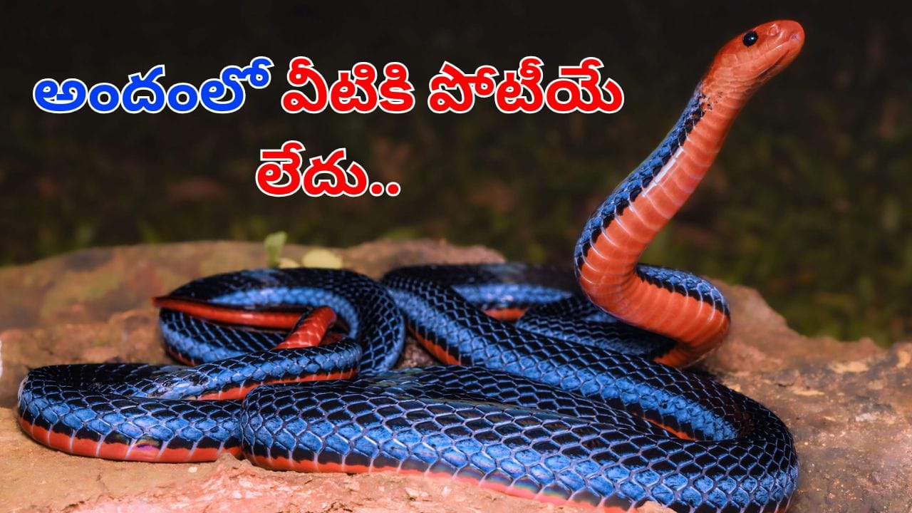 Most Beautiful Snakes: వజ్రాన్ని మించిన ప్రకాశం.. ప్రపంచంలోనే అత్యంత ...