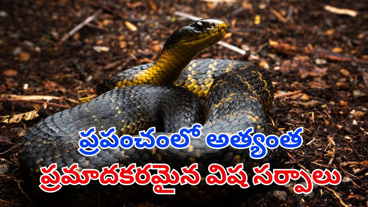 Most Dangerous Snakes: చూస్తేనే గజ గజ వణికిపోతారు.. ఈ భూమ్మీద అత్యంత ...