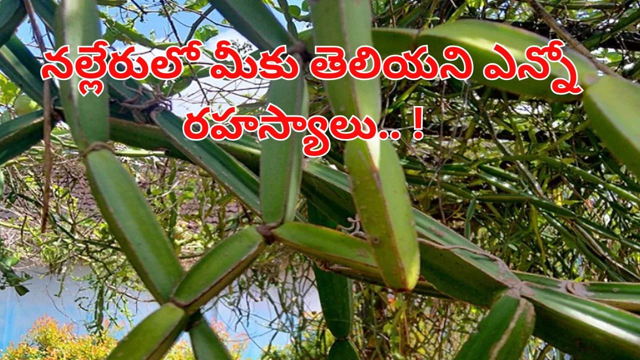 ఈ మొక్క ఎక్కడ కనిపించినా వదలకండి.. మీకు తెలియని ఎన్నో ఆరోగ్య రహస్యాల ...