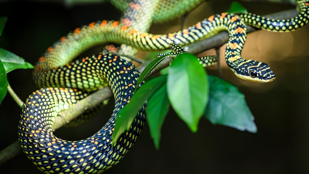 Most Beautiful Snakes: వజ్రాన్ని మించిన ప్రకాశం.. ప్రపంచంలోనే అత్యంత ...