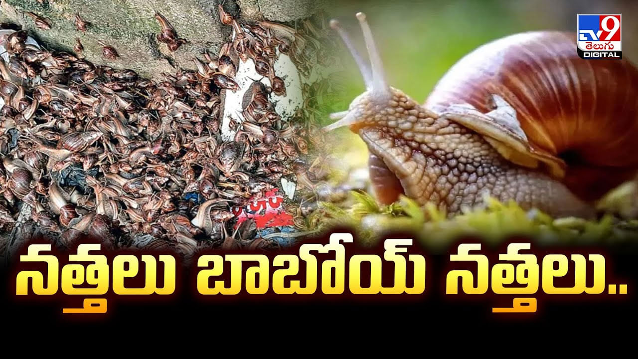 ఆఫ్రికన్‌ నత్తల దండయాత్ర.. మొక్కలు, తోటల విధ్వంసం - Telugu News ...