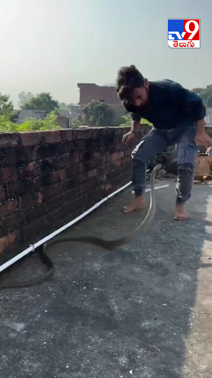 Snake Video: వామ్మో..పాముతో పరాచకాలా..? వీడియో చూస్తే వెన్నులో వణుకే..! - Telugu News | Snake ...