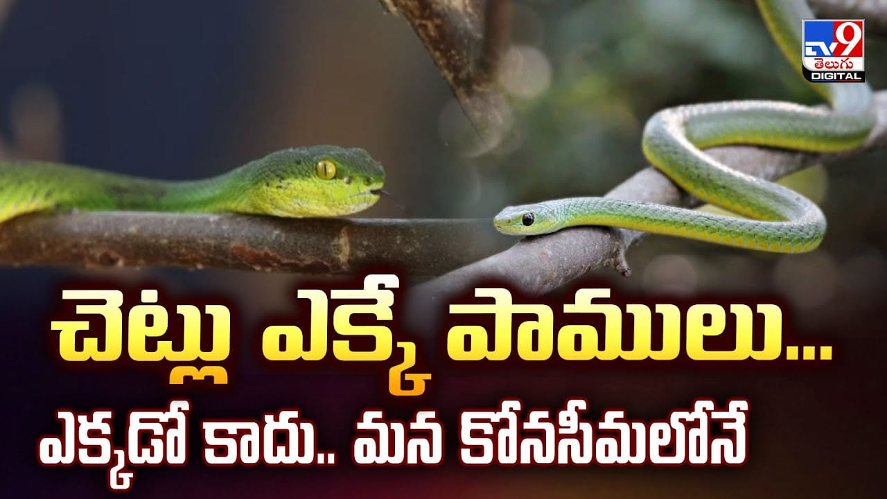 చెట్లు ఎక్కే పాములు.. ఎక్కడో కాదు.. మన కోనసీమలోనే.. | Coringa Mangroves ...