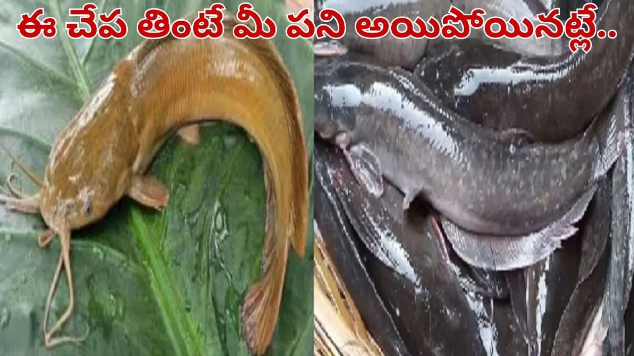 Fish: ఈ చేపతో జాగ్రత్త.. తిన్నారో మీ పని అయిపోయినట్లే.. అసలు విషయం ...