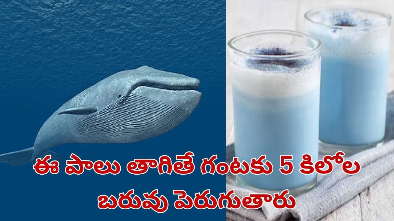ఈ జంతువు పాలు తాగితే గంటకు 5 కిలోల బరువు పెరుగుతారట.. ప్రపంచంలోనే ...