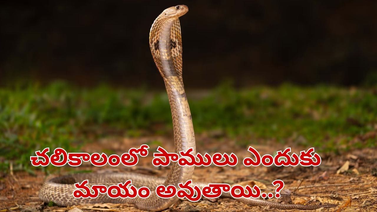 Snake: చలికాలంలో పాములు ఎందుకు మాయం అవుతాయి.. అసలు నిజాలు తెలిస్తే ...