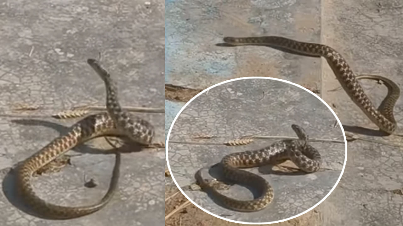 Viral Video: అయ్యబాబోయ్.. రక్త పింజర్రోయ్.. పాము బ్రేక్ డాన్స్ ...
