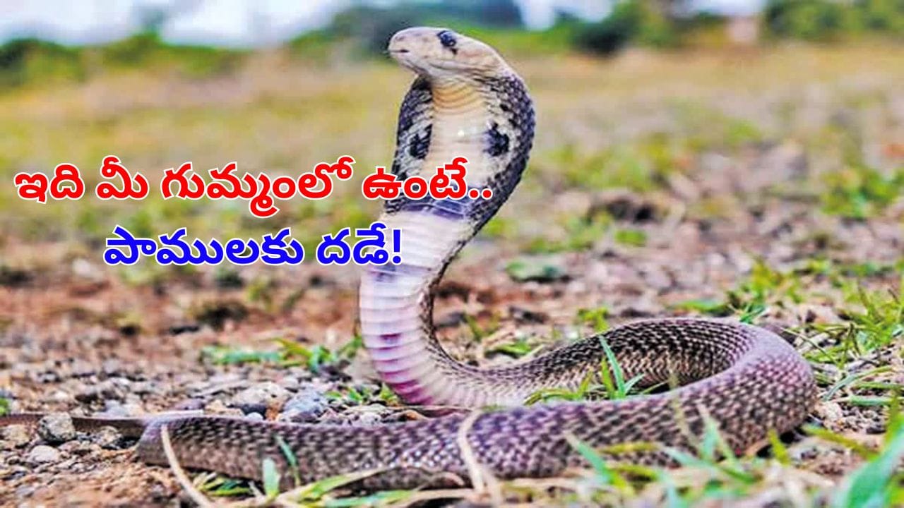 Snake Prevention: ఈ ఒక్క వేరు మీ ఇంటి గుమ్మంలో ఉంటే.. పాములకు దడే ...
