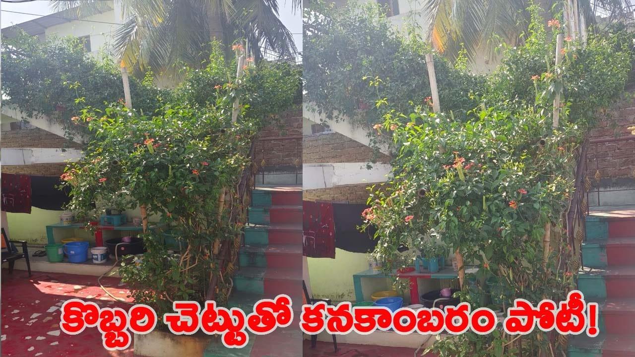కనకాంబరం.. కోయాలంటే నిచ్చెన వేయాల్సిందే.. అంత ఎత్తు ఎలా పెరిగిందబ్బా..! - Telugu News | A ...
