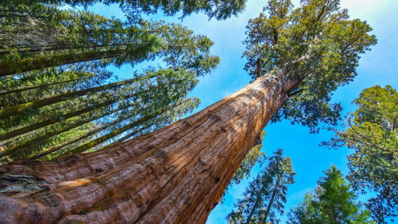 General Sherman Tree: 2,700 ఏళ్లుగా భూమిపై అజేయంగా.. ఏడు నీలి ...